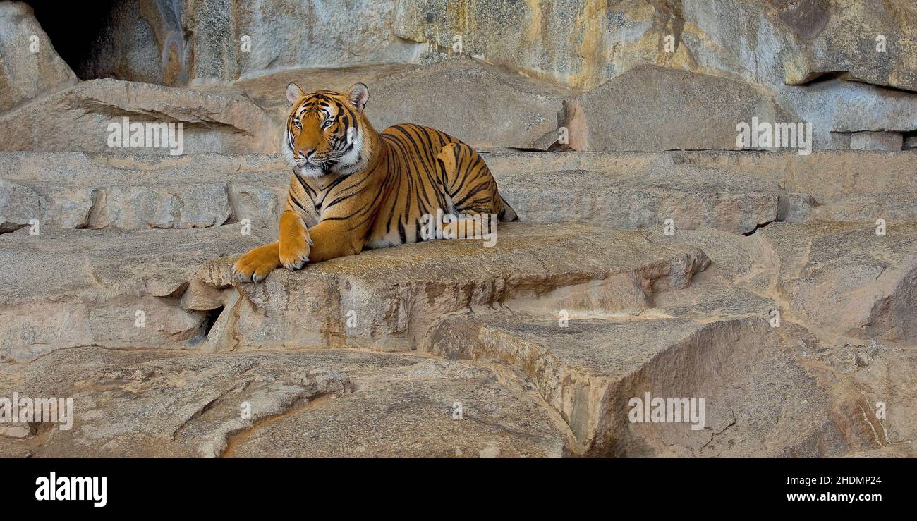 predator, tiger, predators, tigers Stock Photo - Alamy