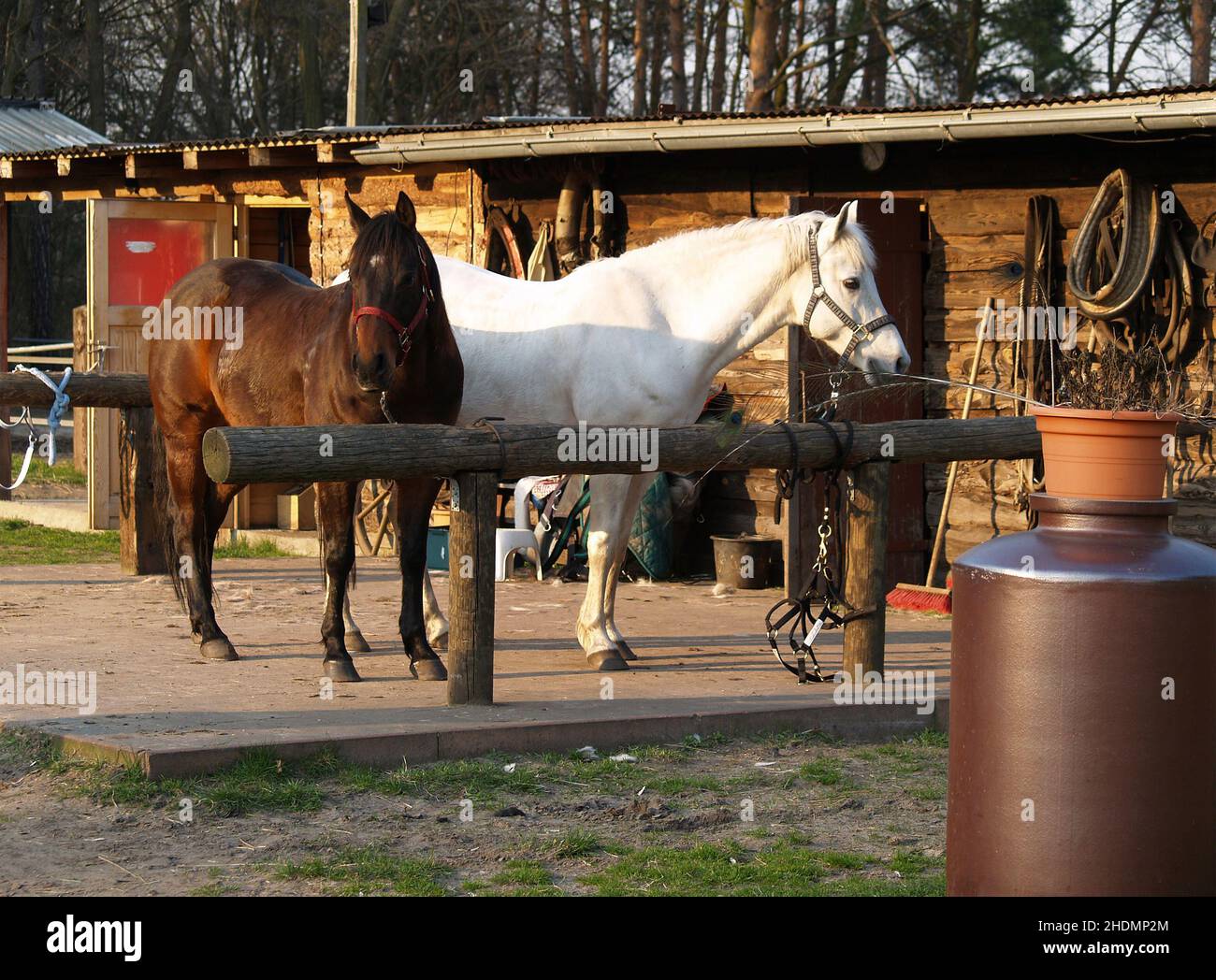 Connected animals hi-res stock photography and images - Alamy