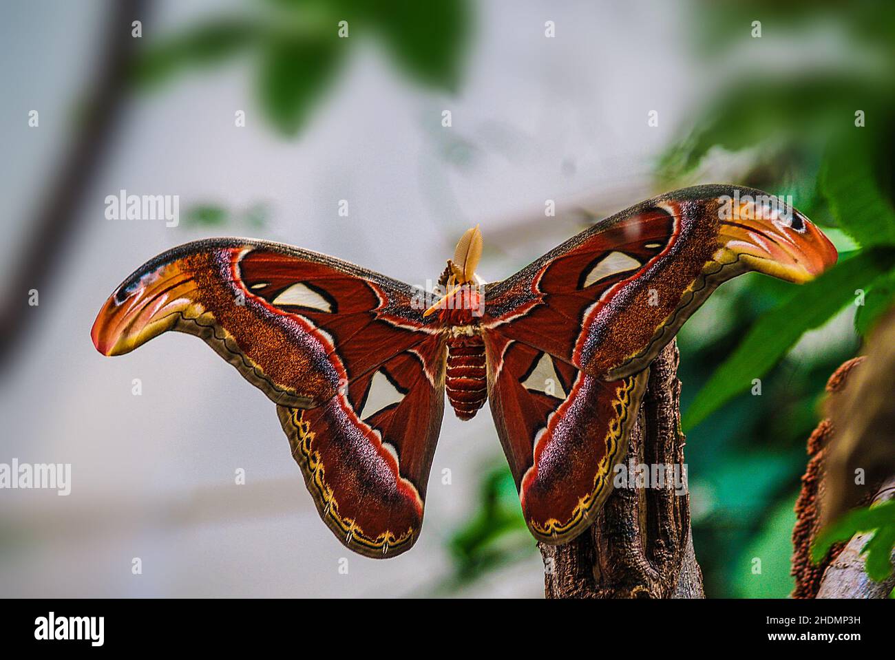 butterfly, atlas moth, butterflies, atlas moths Stock Photo - Alamy