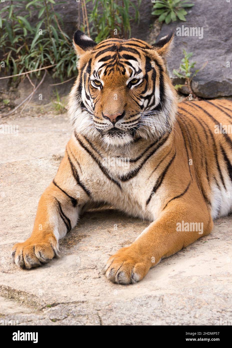 Siberian front hi-res stock photography and images - Alamy