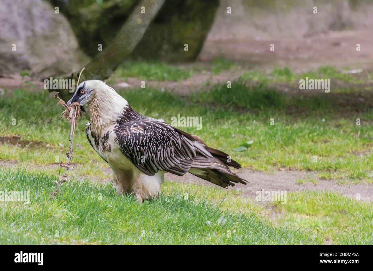 raptor, bearded vulture, raptors, bearded vultures Stock Photo - Alamy