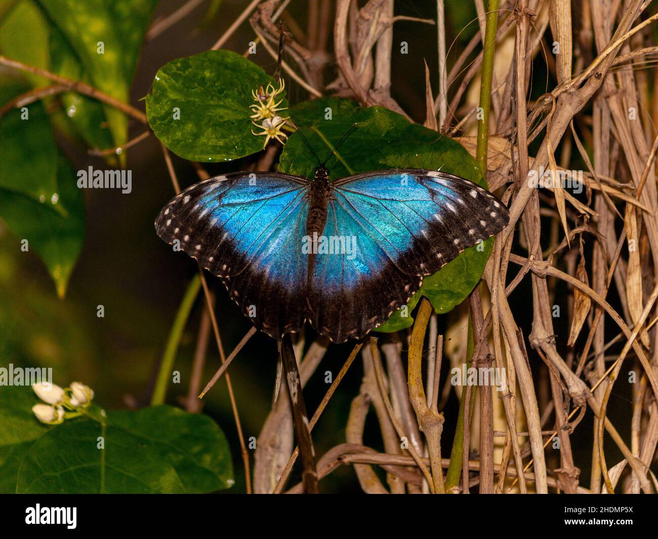 morpho butterfly, morpho butterflies Stock Photo - Alamy