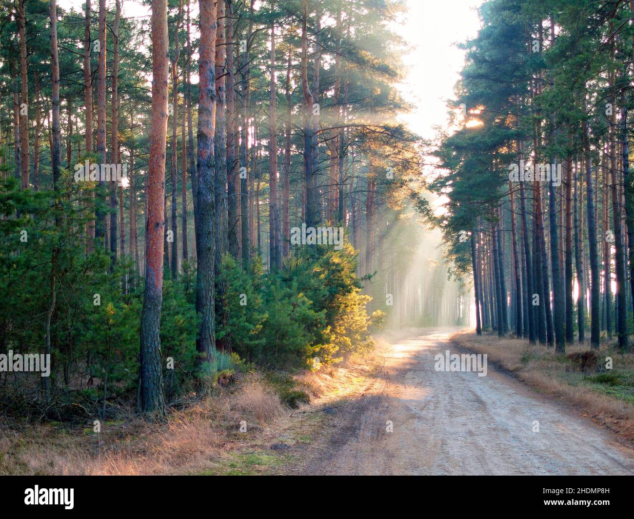 path, sunbeams, pine forest, paths, sun beams, sun ray, sun rays ...