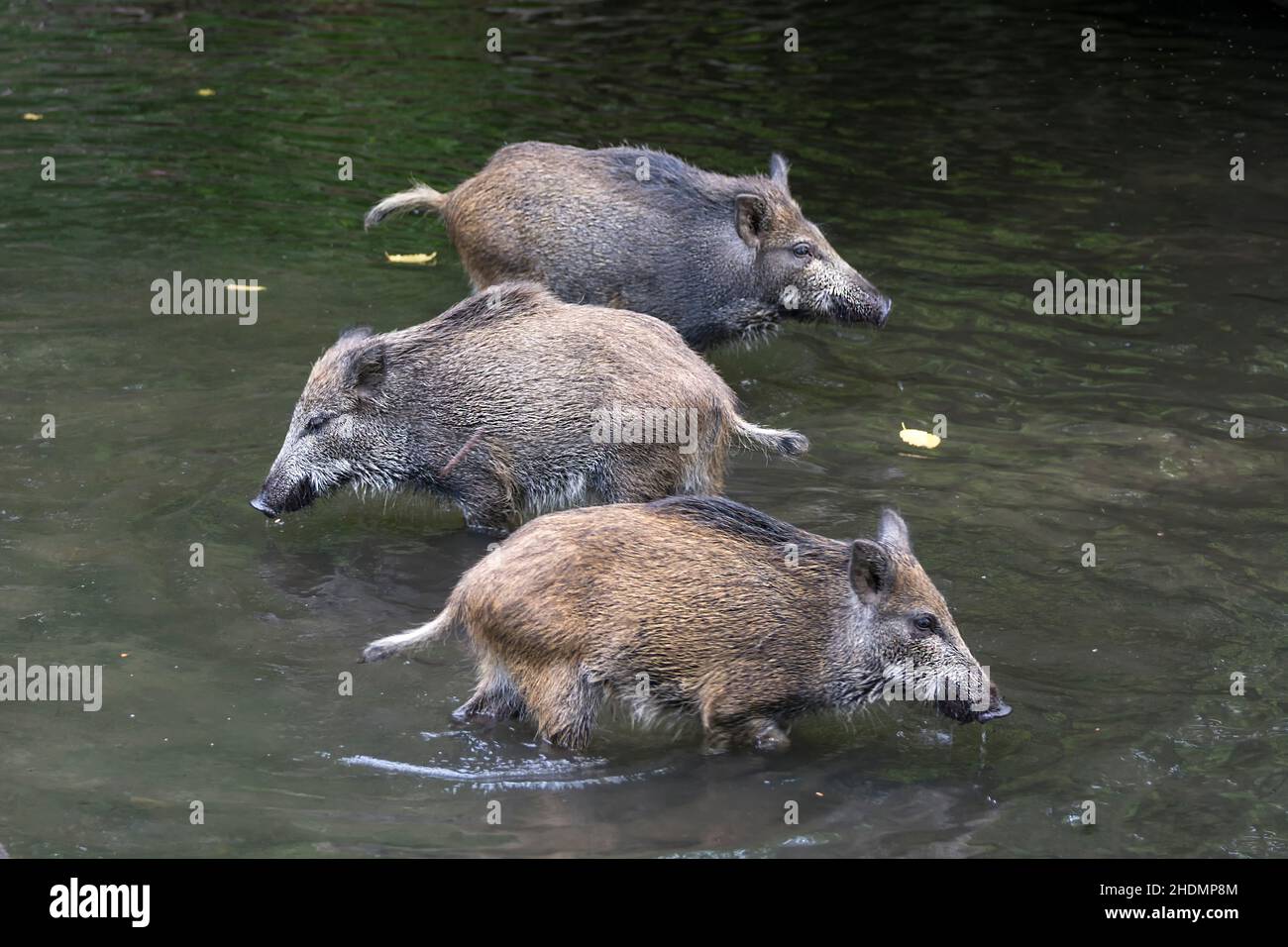 wild boar, wild boars Stock Photo - Alamy