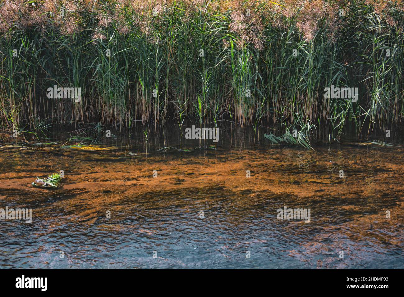 river, reed, rivers, reeds Stock Photo - Alamy