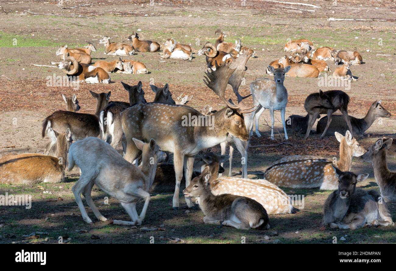 Mouflon herds hi-res stock photography and images - Alamy