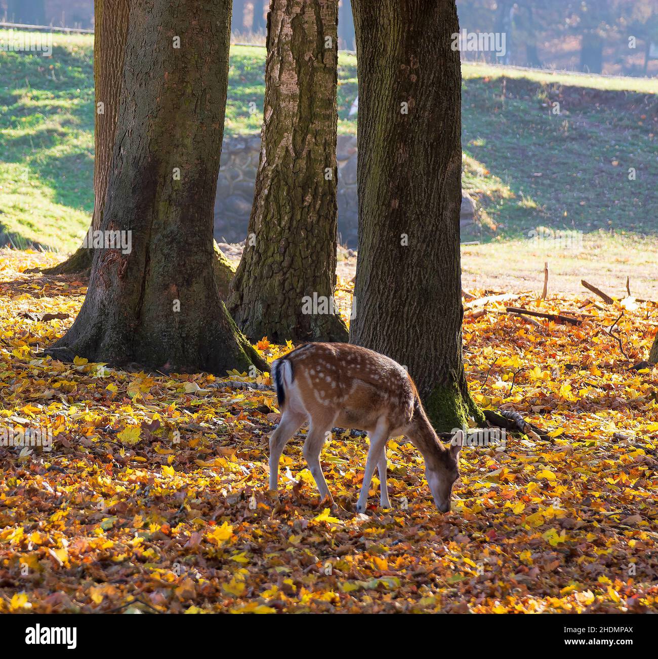 fallow deer, deer, fallow deers, deers, roe deer, stag Stock Photo - Alamy