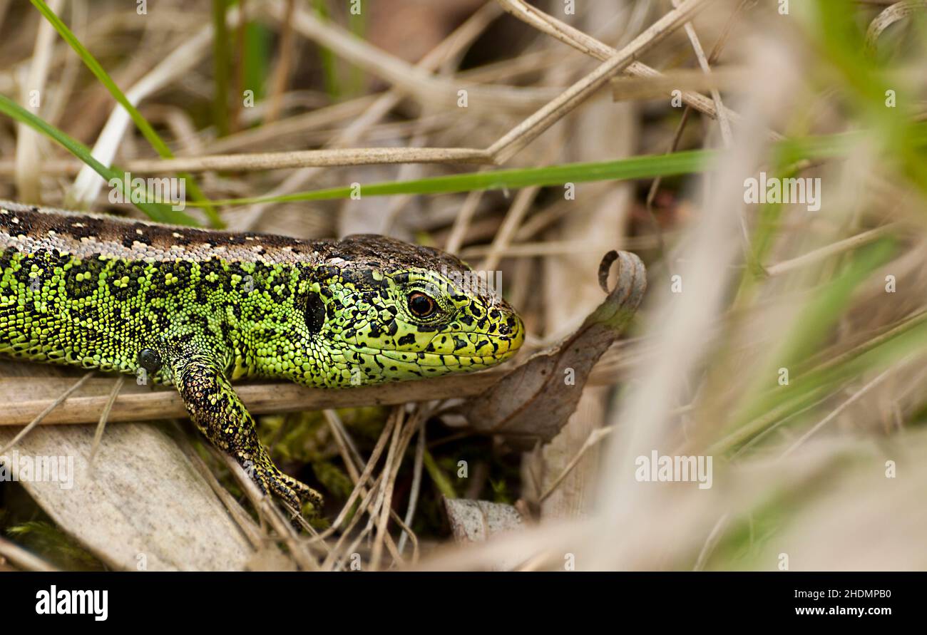 sand lizard, sand lizards Stock Photo - Alamy