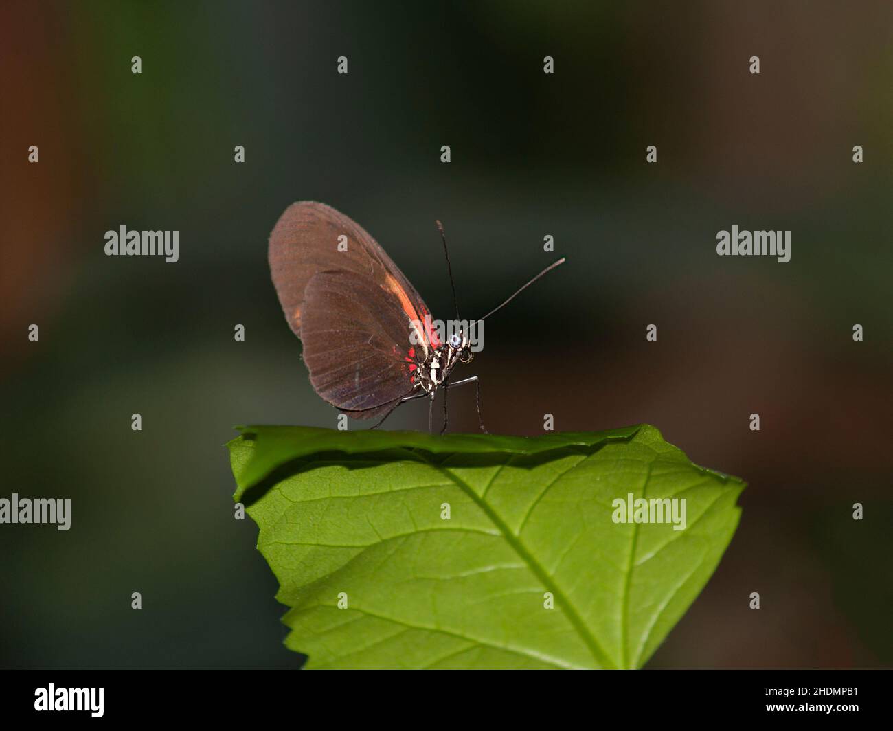butterfly, heliconius, butterflies Stock Photo - Alamy