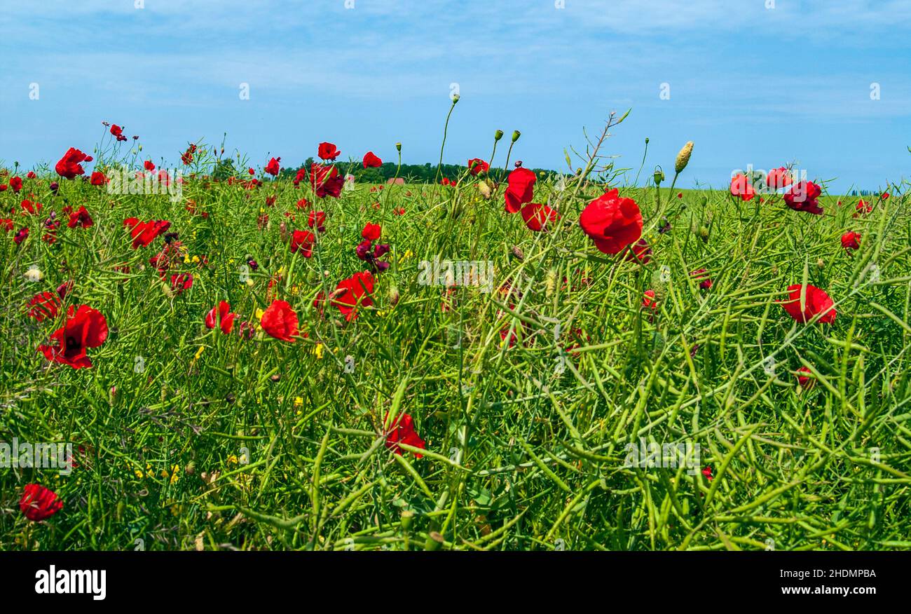 poppies flowers, poppies, poppy fields, poppy, poppy field Stock Photo ...