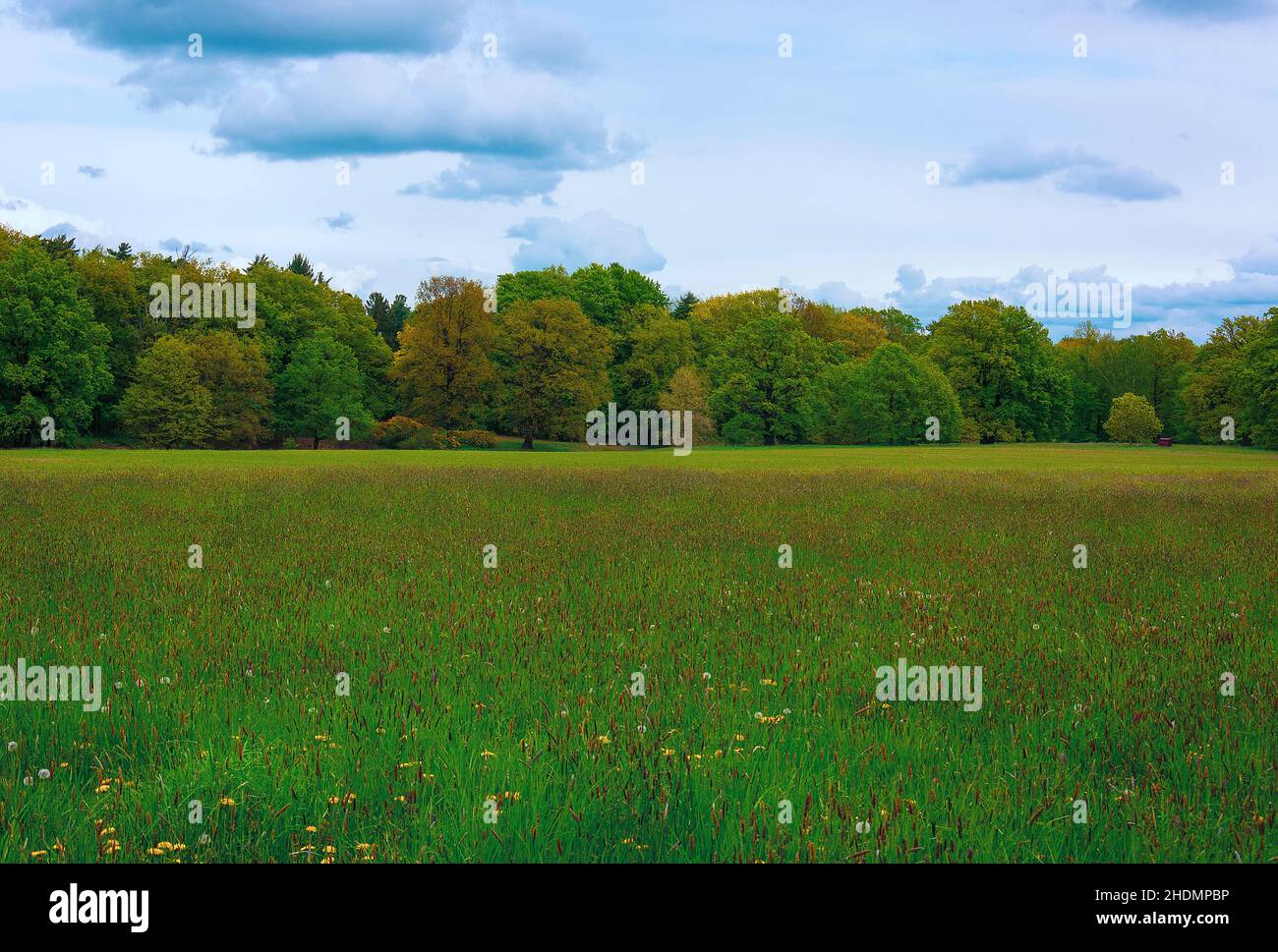 Meadows and forests hi-res stock photography and images - Alamy