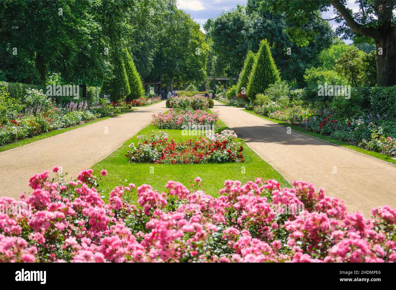 Parks outdoors rose tree hi-res stock photography and images - Alamy