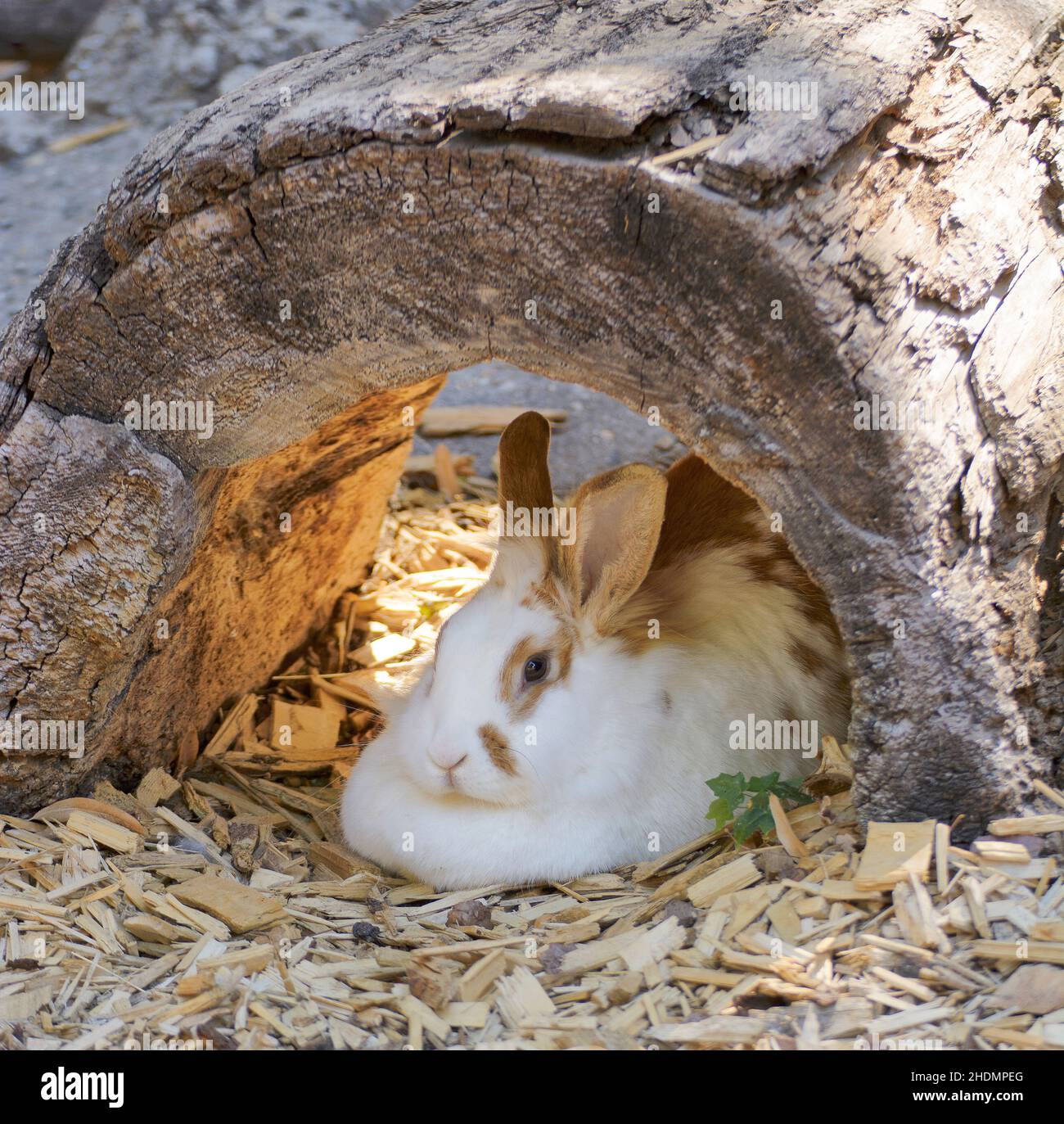 Rabbit outdoor enclosure hi-res stock photography and images - Alamy