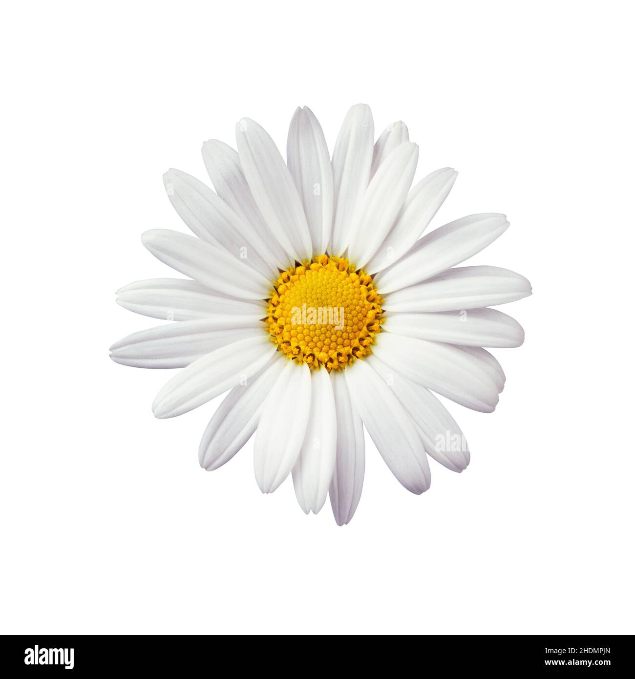 Marguerite daisy flower hi-res stock photography and images - Alamy