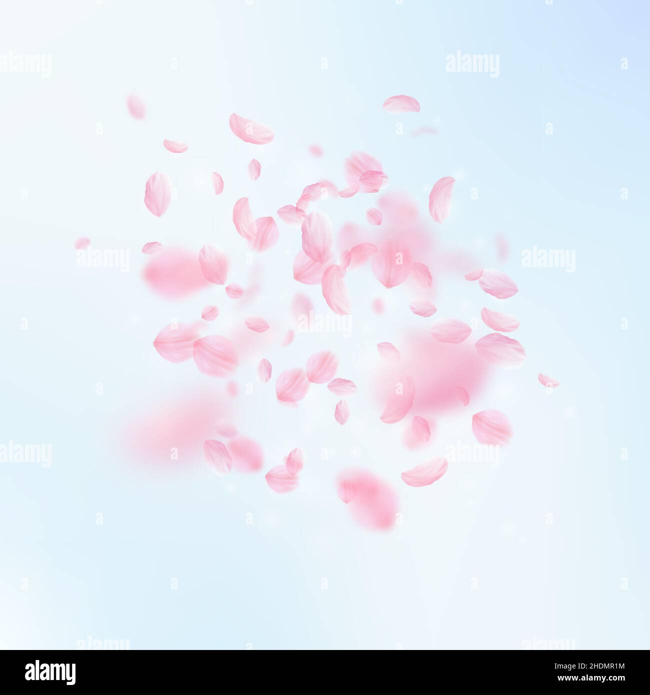 Sakura petals falling down. Romantic pink flowers explosion. Flying ...