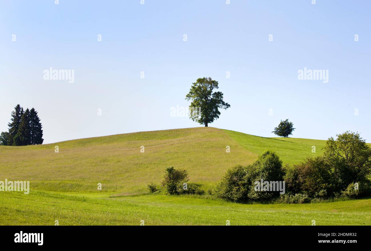 meadow, trees, hill, meadows, tree, hills Stock Photo - Alamy