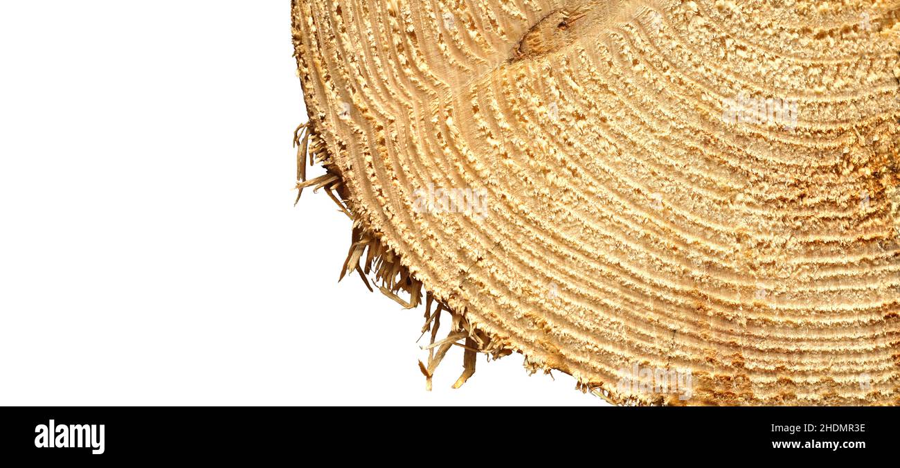 tree trunk, structure, annual rings, trunks, structures, annual ring ...