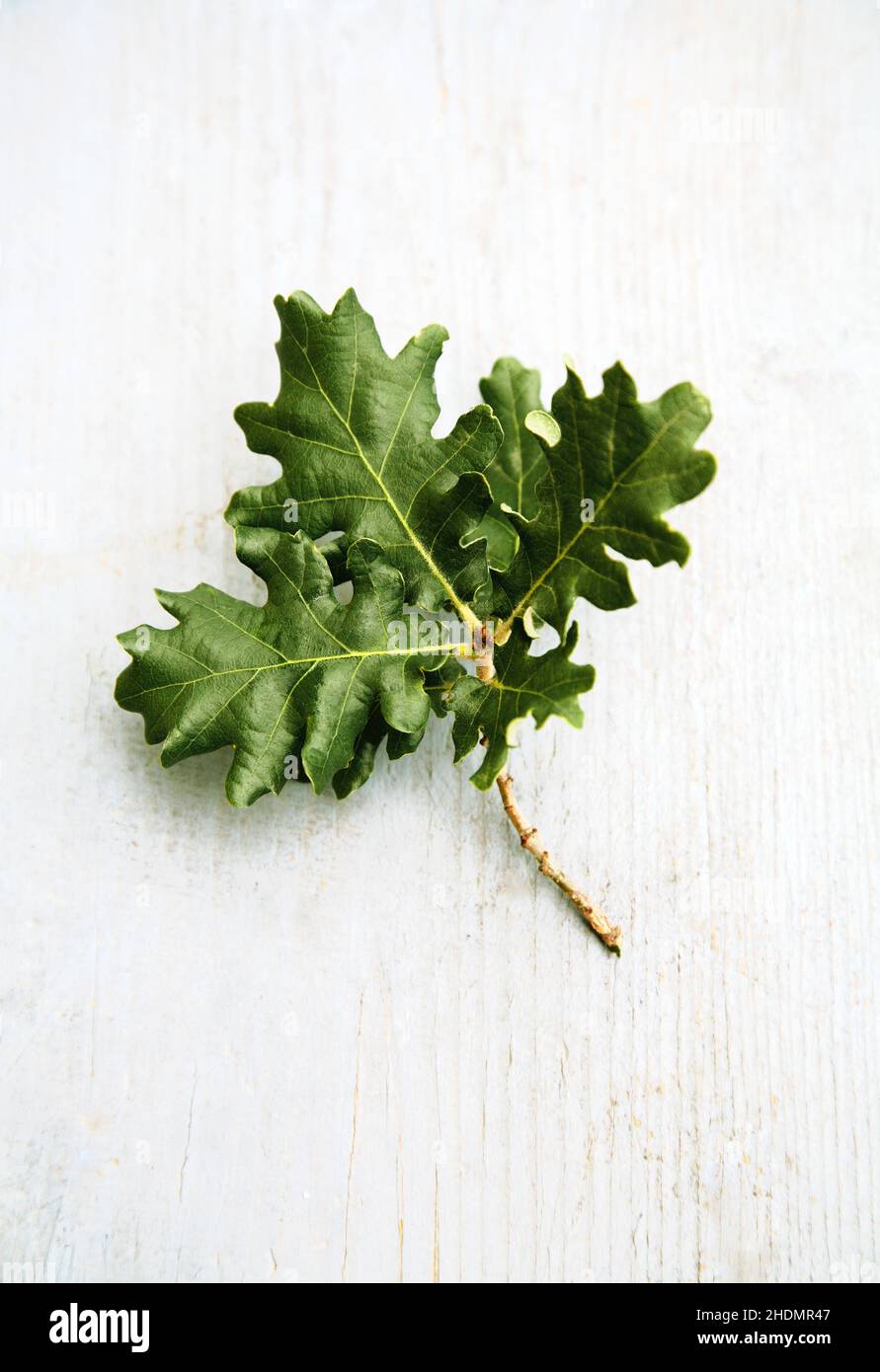 Oak leaf shape hi-res stock photography and images - Alamy