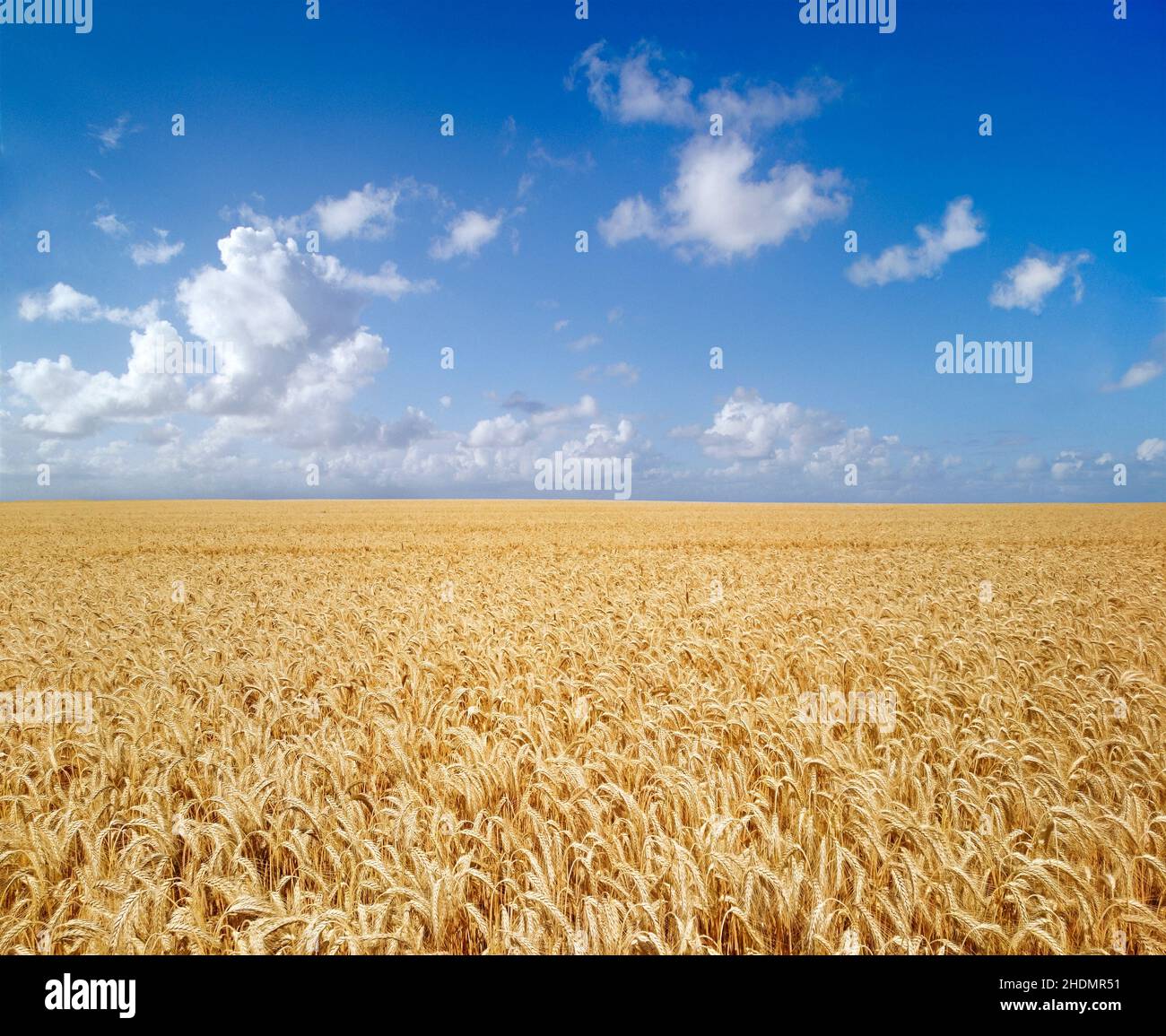 Grainfields hi-res stock photography and images - Alamy