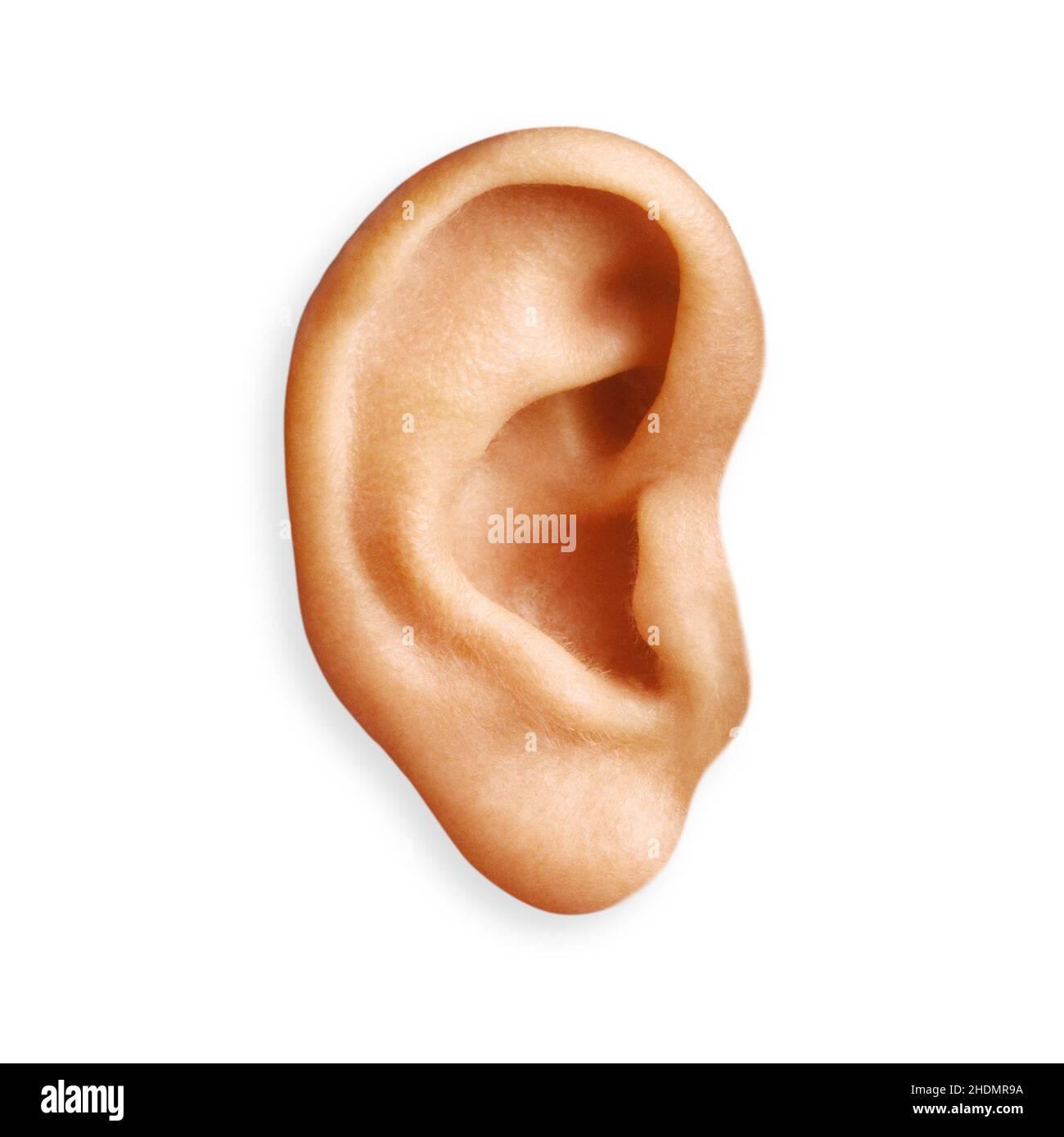 animal ear, auricle, hearing, animal ears, ear, ears, auricles Stock ...