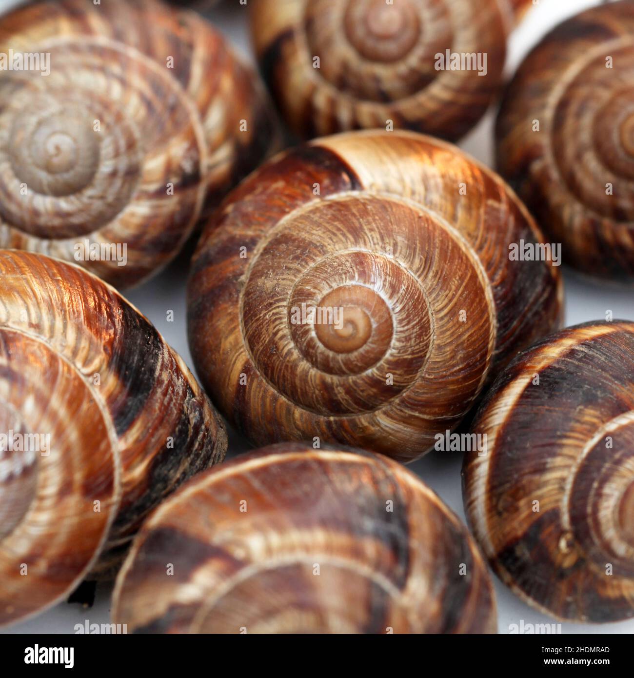 snail-shell, snails, snail-shells, snail Stock Photo - Alamy