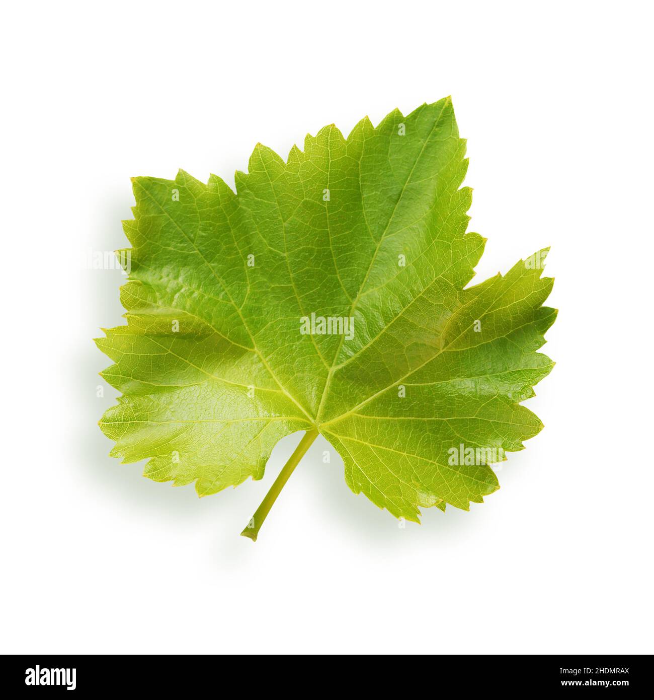 Grape leaf leafs Cut Out Stock Images & Pictures - Alamy