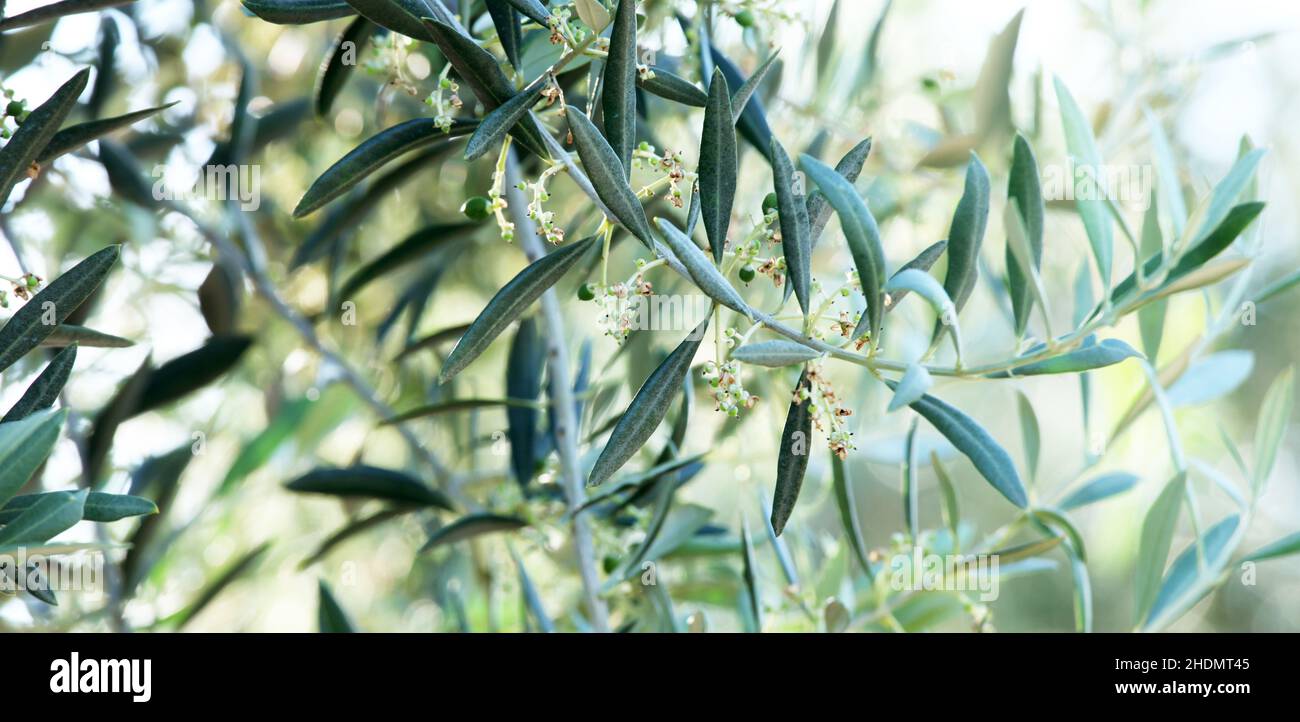 olive tree, seed head, olive trees, seed heads Stock Photo - Alamy