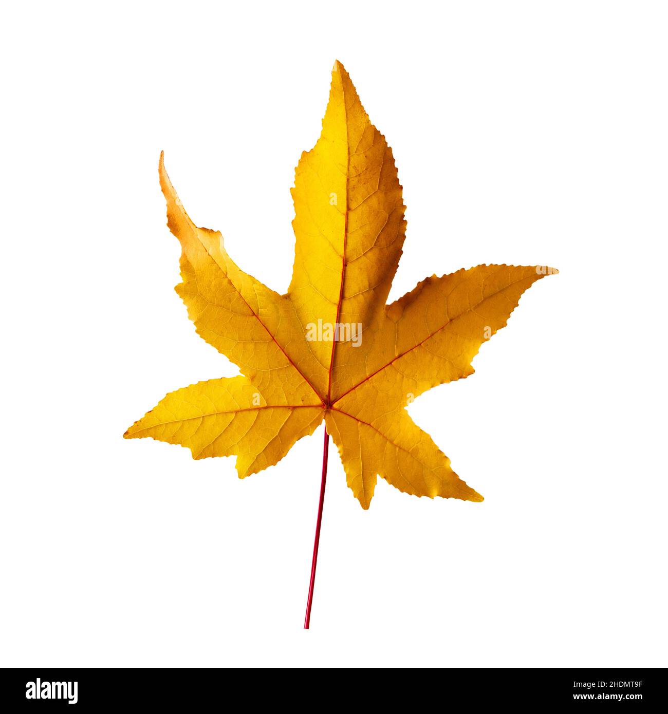 maple tree, autumn leaf, maple trees, autumn leaves, eaf, fall, leaves ...