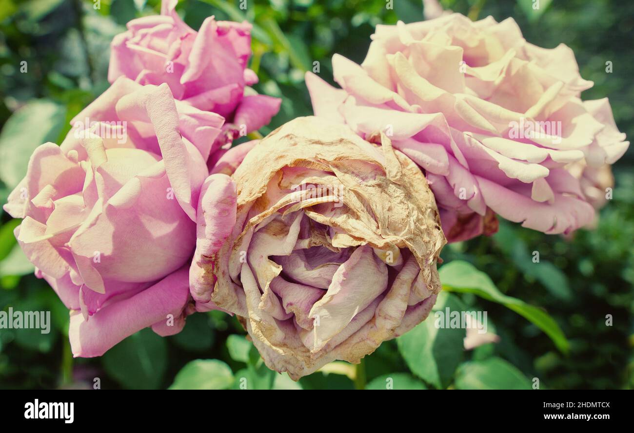 withered, rose petals, withereds, rose petal Stock Photo - Alamy