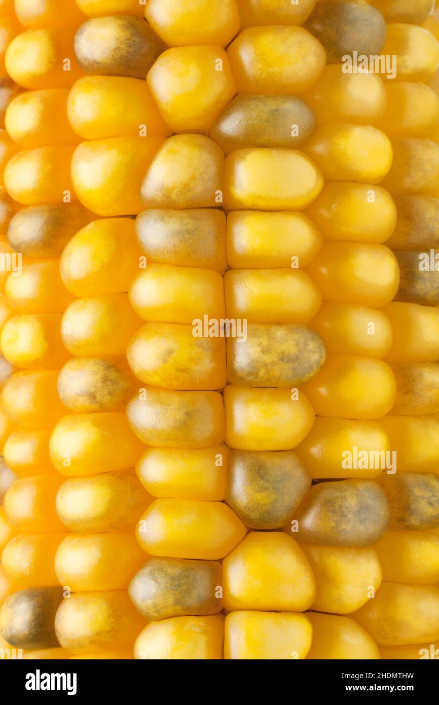 maize grain, maize grains Stock Photo - Alamy