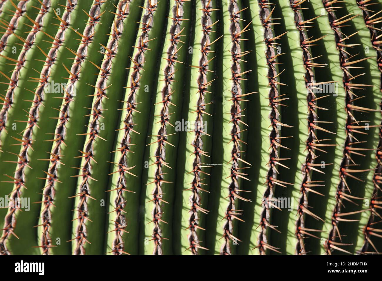 cactus, sting spine Stock Photo - Alamy