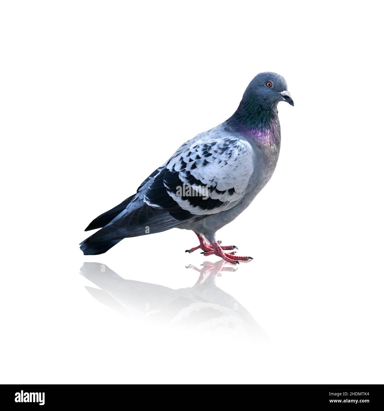 White dove side view Cut Out Stock Images & Pictures - Alamy