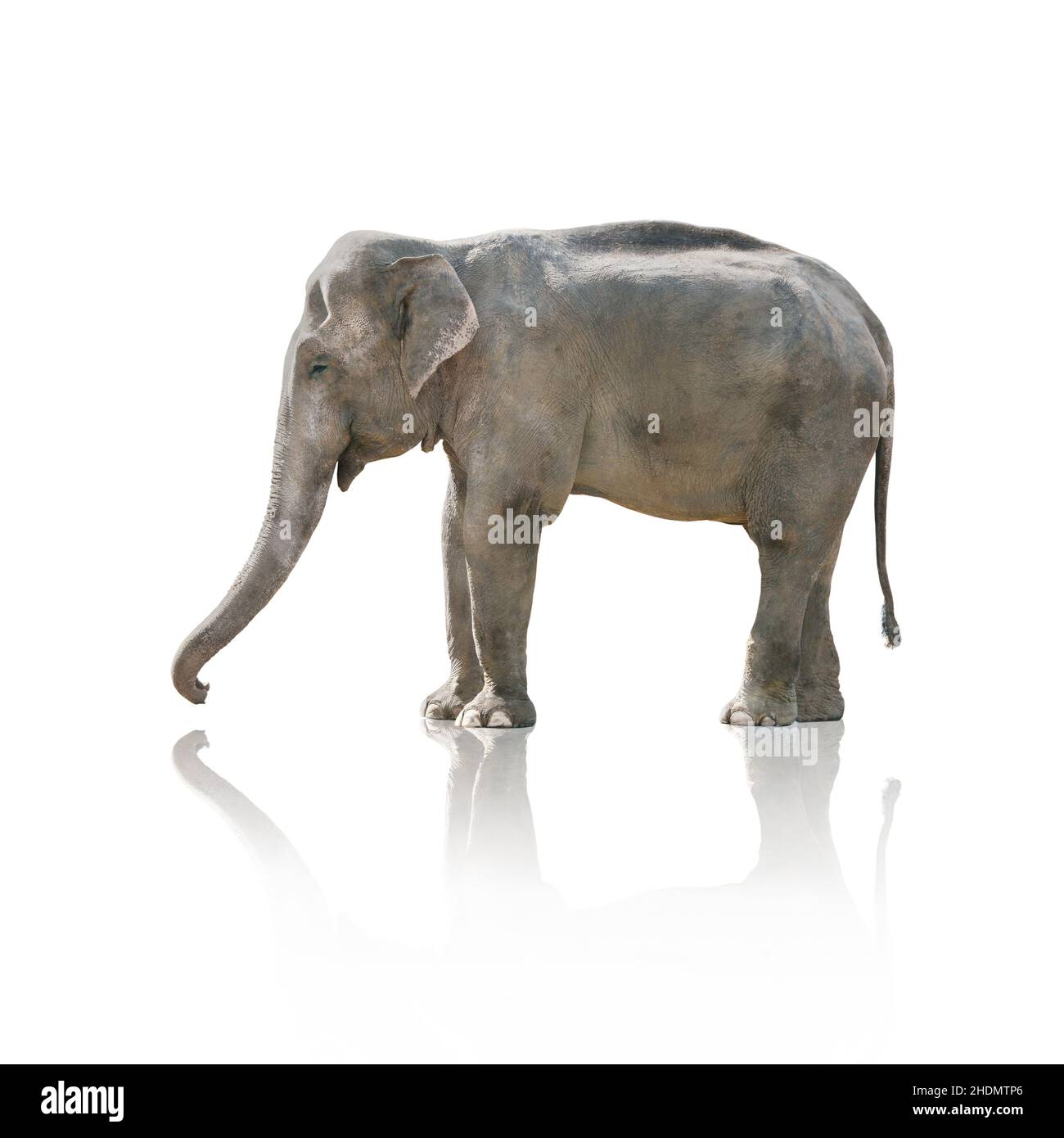 Elephant white hi-res stock photography and images - Alamy
