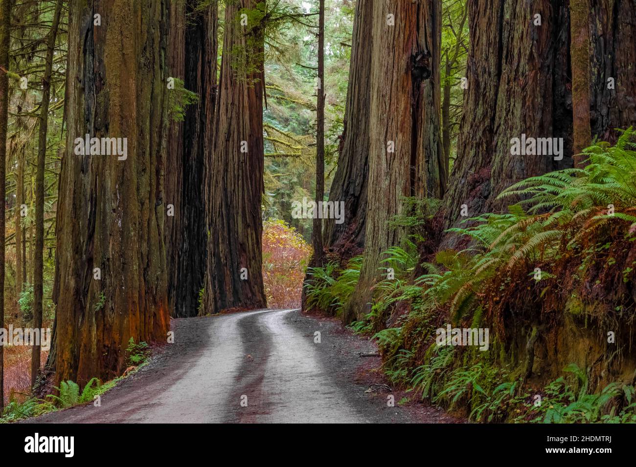 Magnificent Coast Redwoods along Howland Hill Road in Jedediah Smith ...