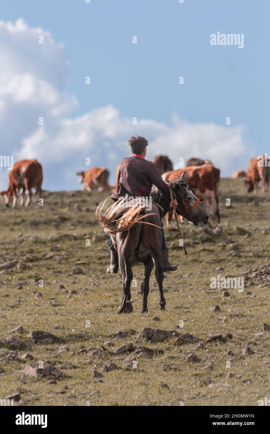 A mounted shepherd grazes a herd of cattle in a pasture Stock Photo - Alamy