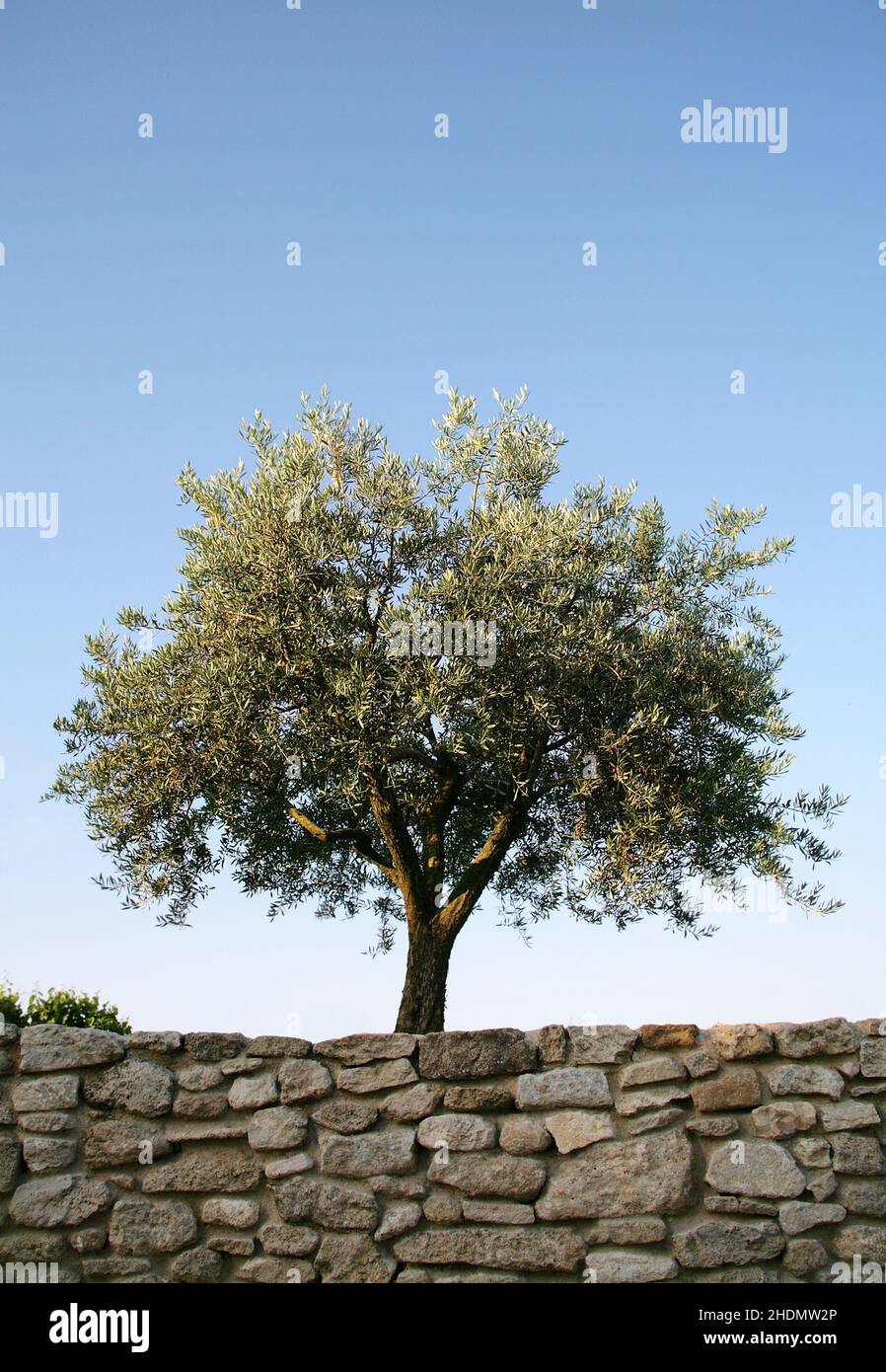 stone wall, olive tree, mediterran, stone walls, olive trees ...