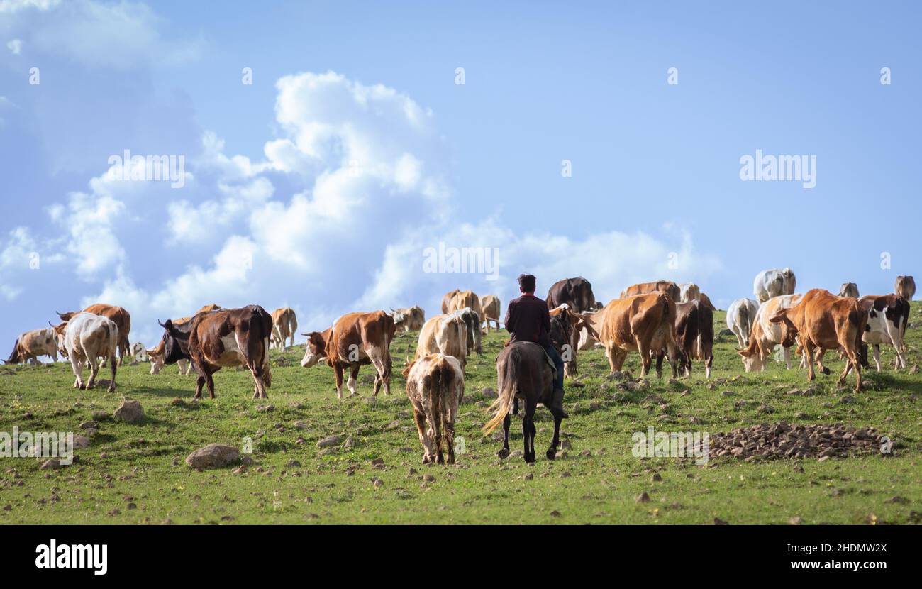 Cattle herding culture hi-res stock photography and images - Alamy