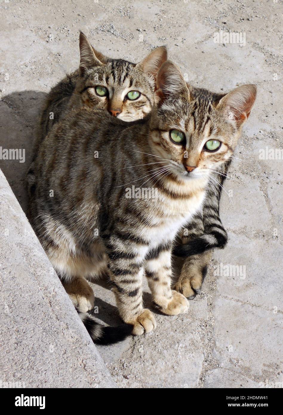 cat, free range, cats Stock Photo - Alamy