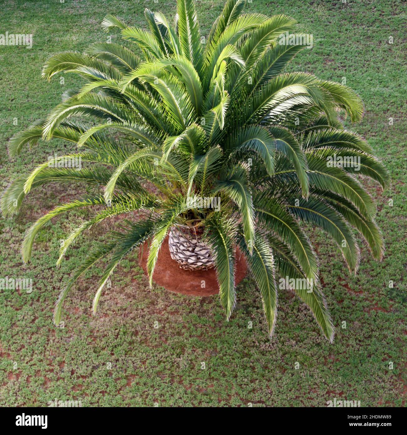 Date tree gardens hi-res stock photography and images - Alamy