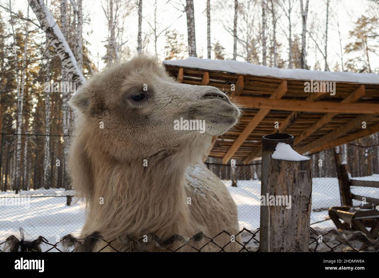 Light camel hi-res stock photography and images - Alamy