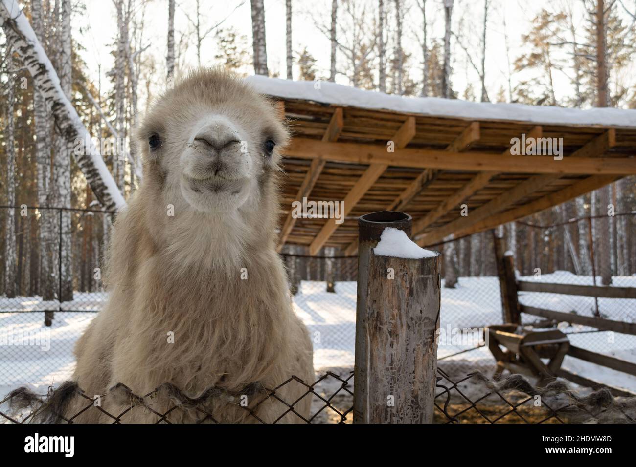 Light camel hi-res stock photography and images - Alamy