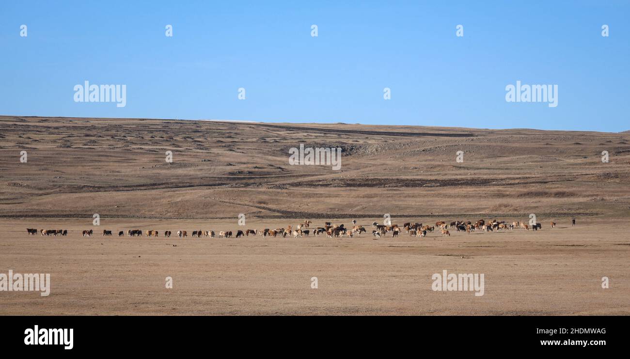 Buffalo on grass in spring hi-res stock photography and images - Alamy