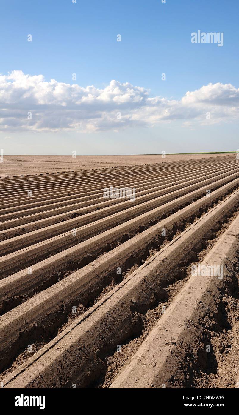 asparagus field, asparagus fields Stock Photo - Alamy