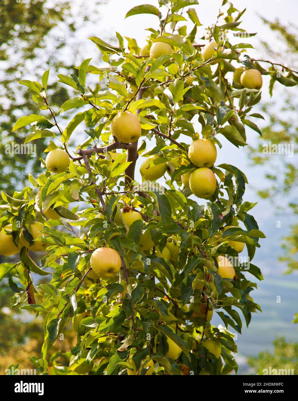 reif, apple tree, apples, reifs, apple trees, apple Stock Photo - Alamy