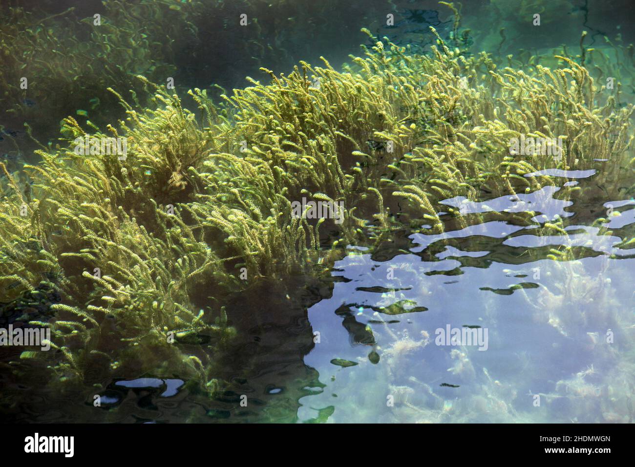water, algae, algaes Stock Photo - Alamy
