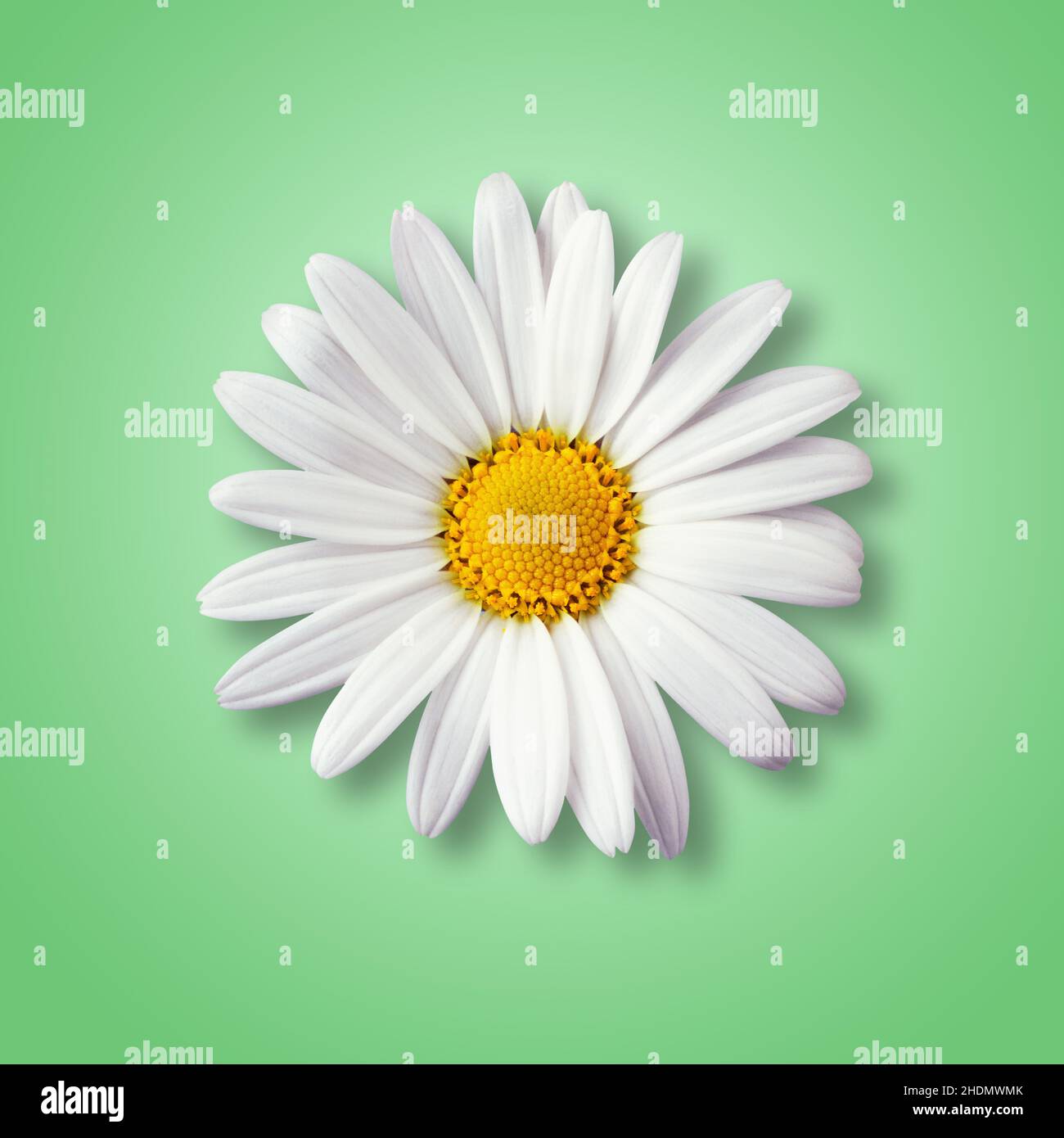 Marguerite daisy flower hi-res stock photography and images - Alamy