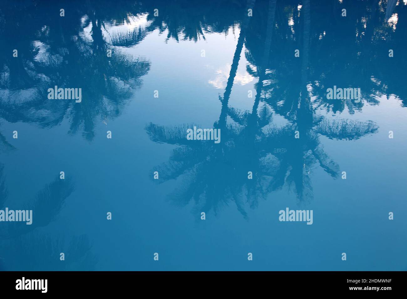 water, reflection, palm, reflections, palm trees Stock Photo - Alamy
