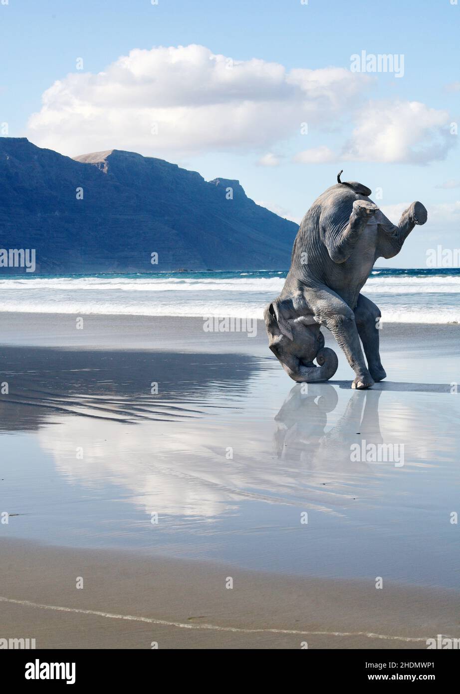 elephant, headstand, elephants, headstands Stock Photo - Alamy