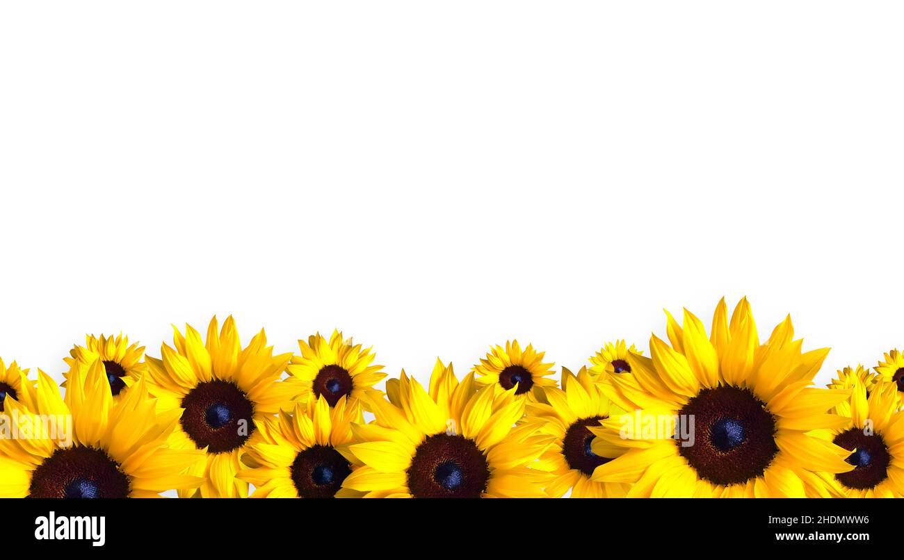 Sunflower cut flower hi-res stock photography and images - Alamy