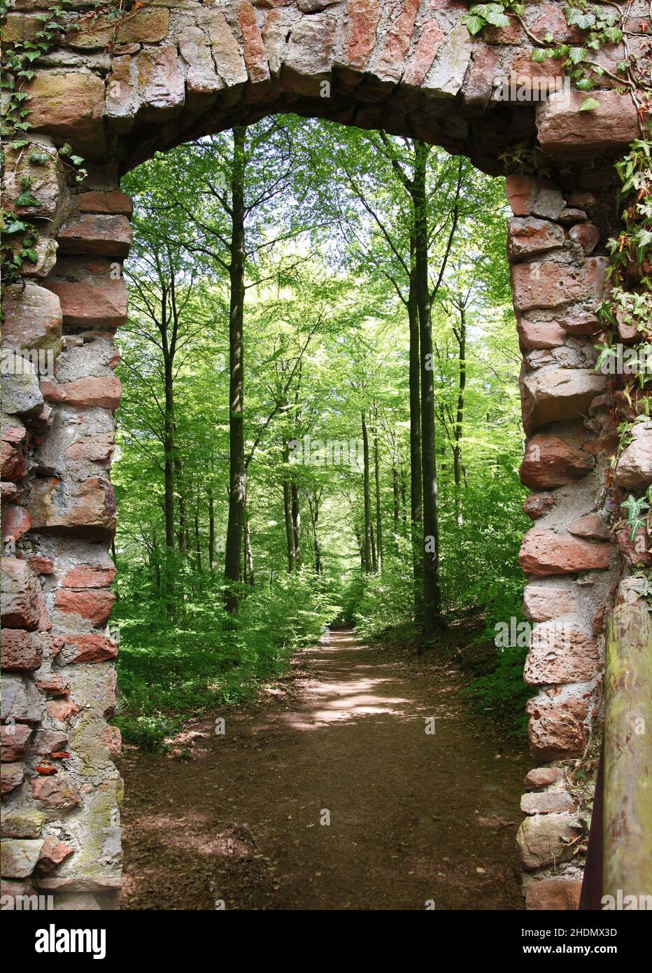 forest, gate, forests, wood, woodland, woods, gates Stock Photo - Alamy